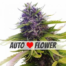 Blueberry Autoflower | Marijuana Seeds USA