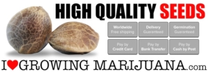 ILGM Seed Bank | Marijuana Seeds USA