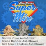 Autoflower Super Mix Pack | Marijuana Seeds USA