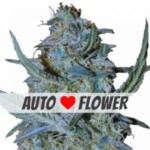 Blue Cheese Autoflower Seeds | Marijuana Seeds For Sale